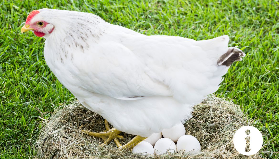 Cycle de ponte des poules : comprendre le phénomène du chapelet - L ...