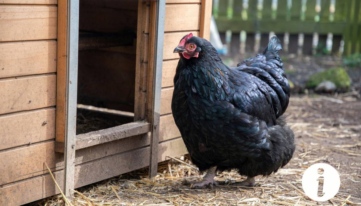 Poules à Pattes Emplumées (Brahma, Soie...) : Races et Soins Spécifiques