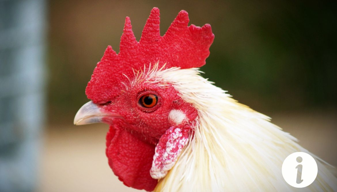 Bec de poule qui repousse : causes et solutions - L'Atlas des Mammifères