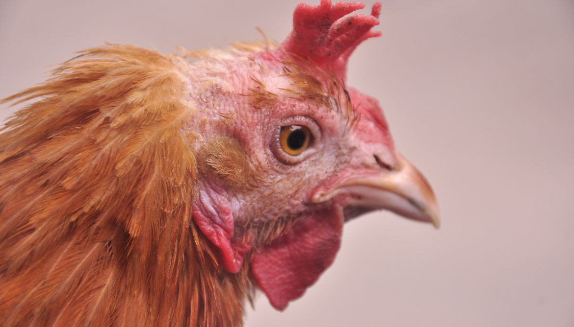 Poule au bec tordu : comment corriger ce problème ? - L'Atlas des ...