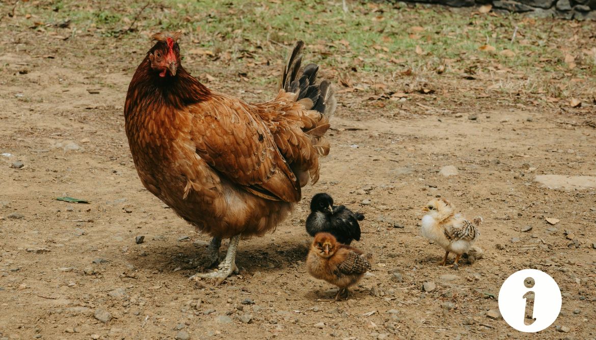 Votre Poule Bave ? Le Guide pour la Soigner Efficacement