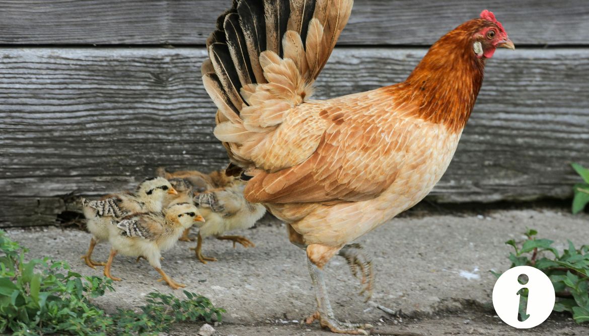 Capizol pour Poules (Lévamisole) : Posologie et Temps d'Attente pour ce ...