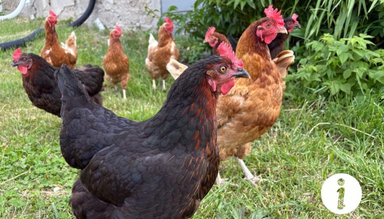 Problème au Cloaque de ma Poule (Sale, Gonflé...) : Causes et Traitements