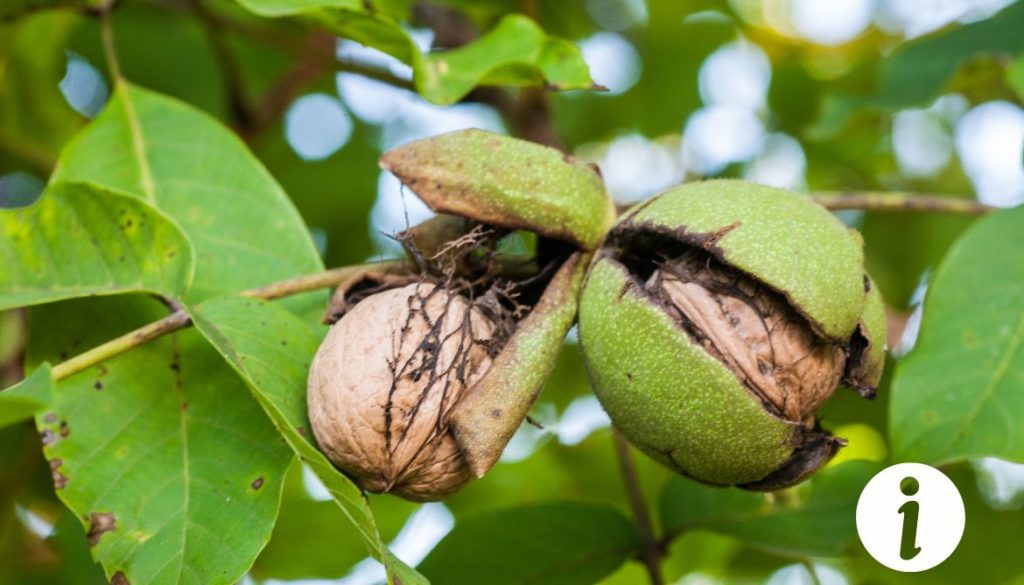 Le Noyer est-il Toxique pour les Poules ? La Vérité sur la Juglone