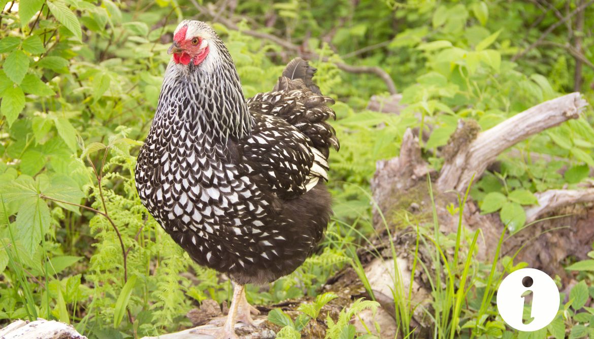 Poule Wyandotte : Guide Complet de cette Race Rustique et Familiale