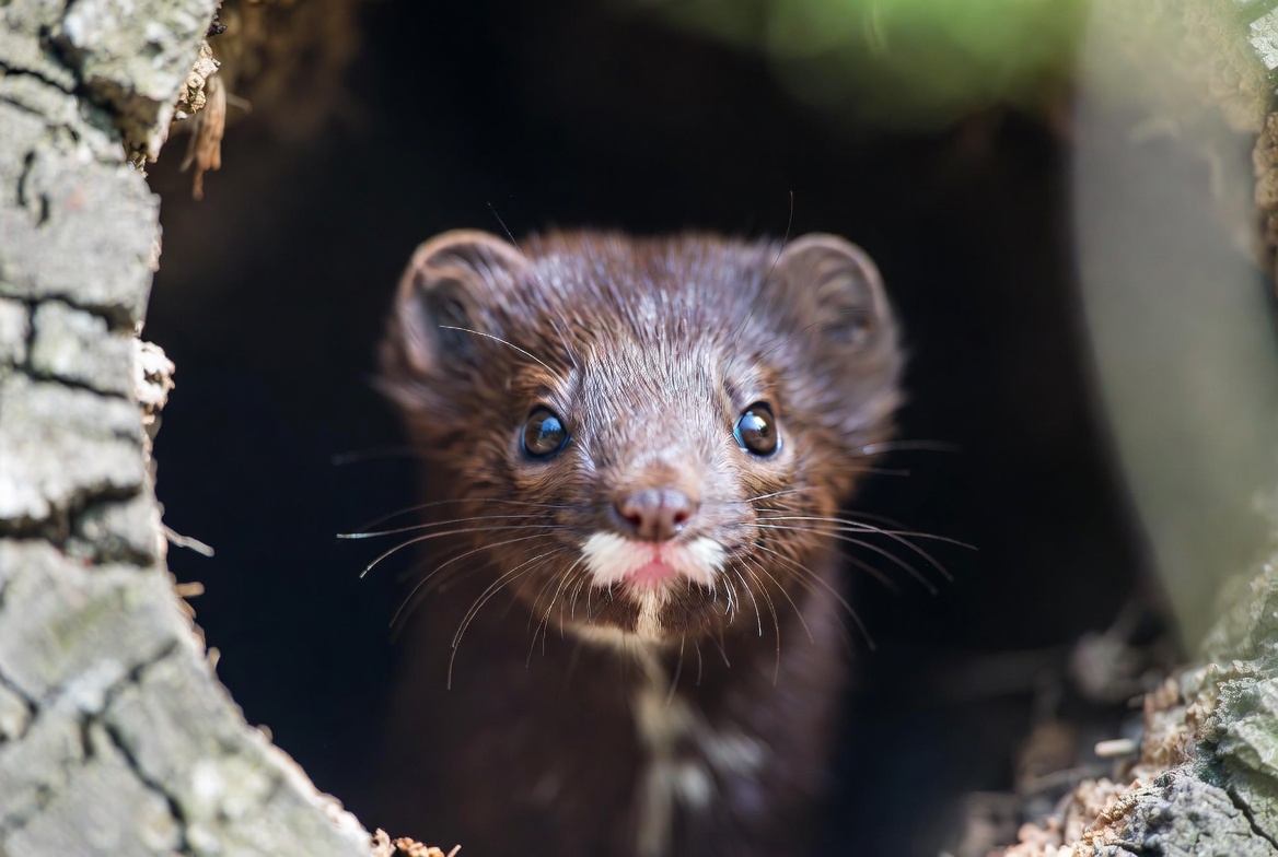 Vison d'Europe (Mustela lutreola) : Le Mustélidé en Sursis