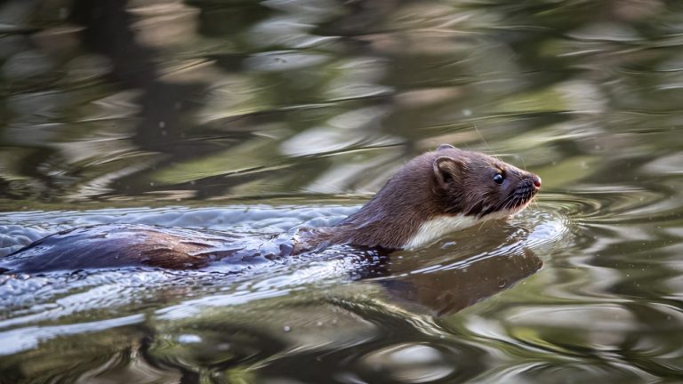 Vison d'Europe (Mustela lutreola) : Le Mustélidé en Sursis